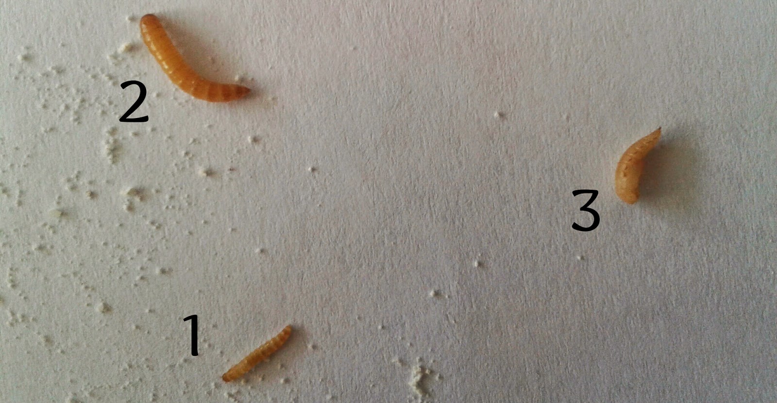 SEMUT JEPANG SEHAT DAN BISNIS: proses metamorfosis semut jepang
